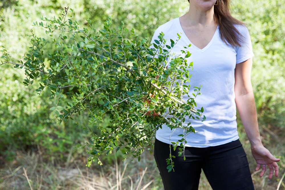 The history and benefits of Yaupon tea - Sweetgrass Trading Co