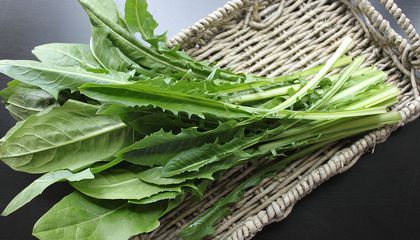 Wild greens to forage for indigenous recipes - Sweetgrass Trading Co
